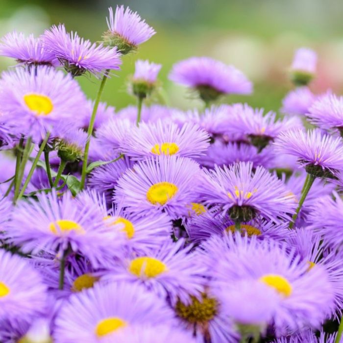 Aster tongolensis 'Wartburgstern' - Zomeraster kopen?