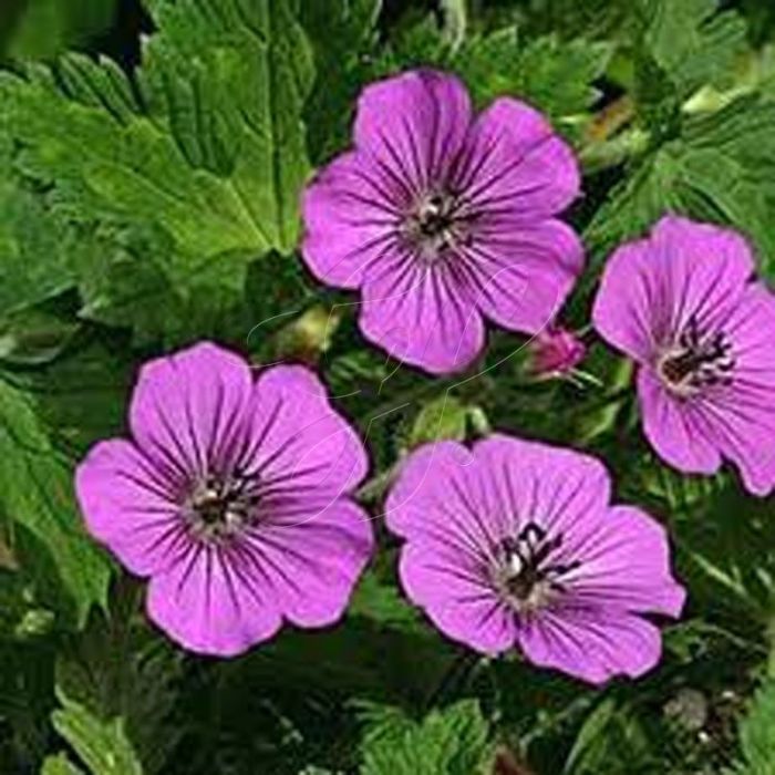 Geranium 'Pink Penny' - Ooievaarsbek kopen?