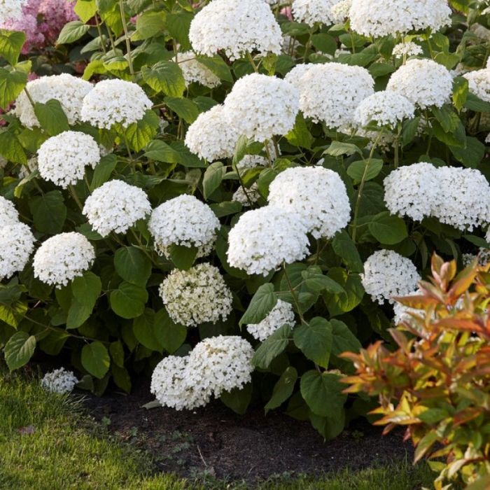 Hortensia Strong Annabelle - Strong Annabelle kopen? - Hydrangea ...