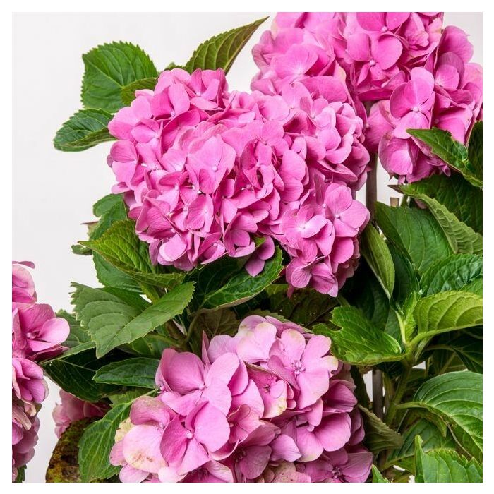 Hydrangea macrophylla 'Alpenglühen' - Boerenhortensia kopen?