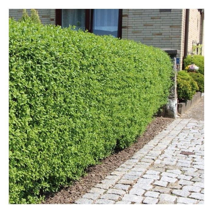 Ligustrum vulgare 'Atrovirens' - Wintergroene Ligusterhaag kopen?