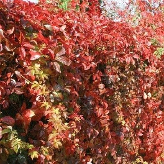 Parthenocissus Veitchii - Wingerd kopen?