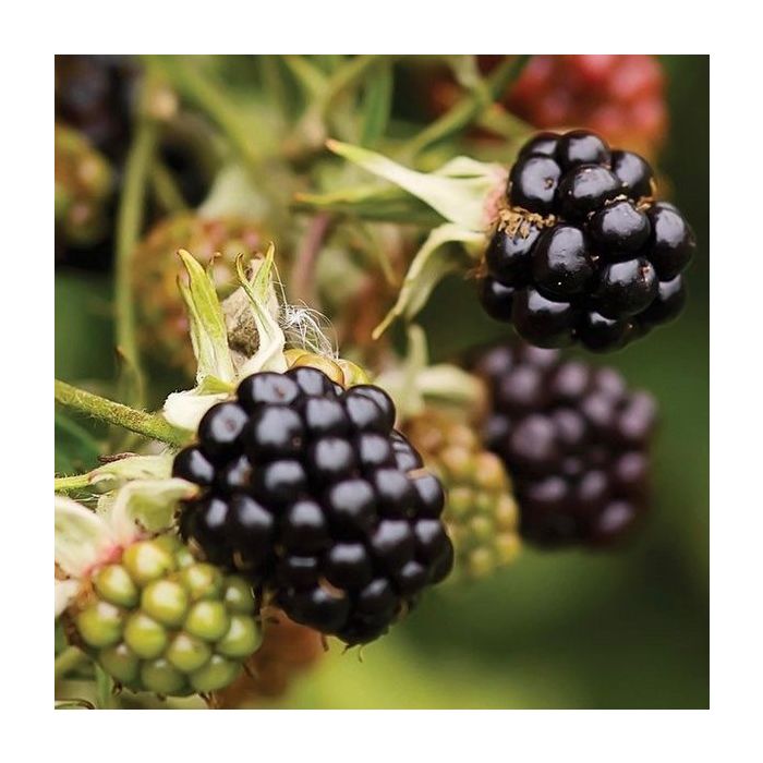 Rubus fruticosa 'Chester Thornless' - Braam kopen?