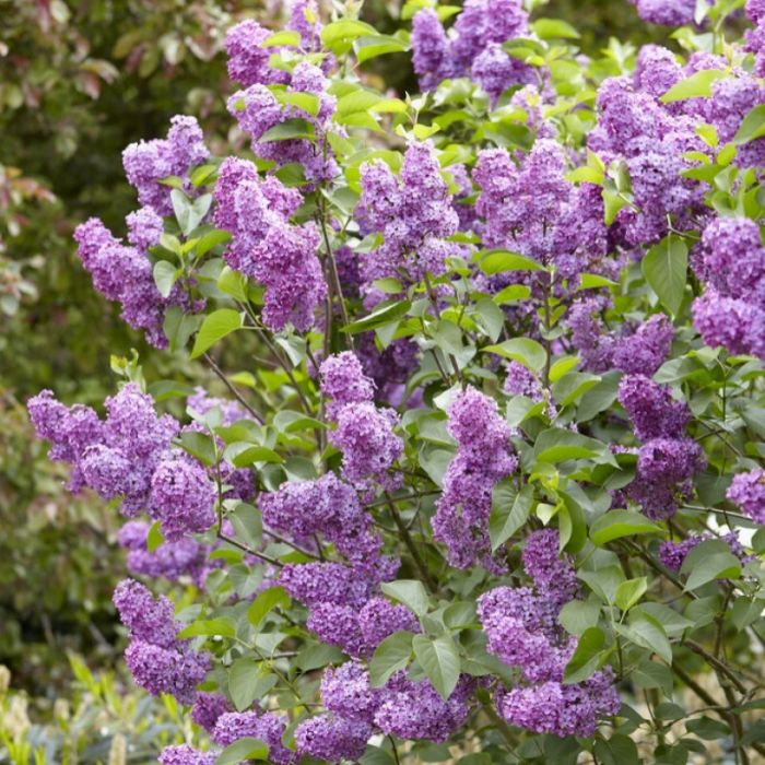Syringa vulgaris - Gewone Sering kopen?