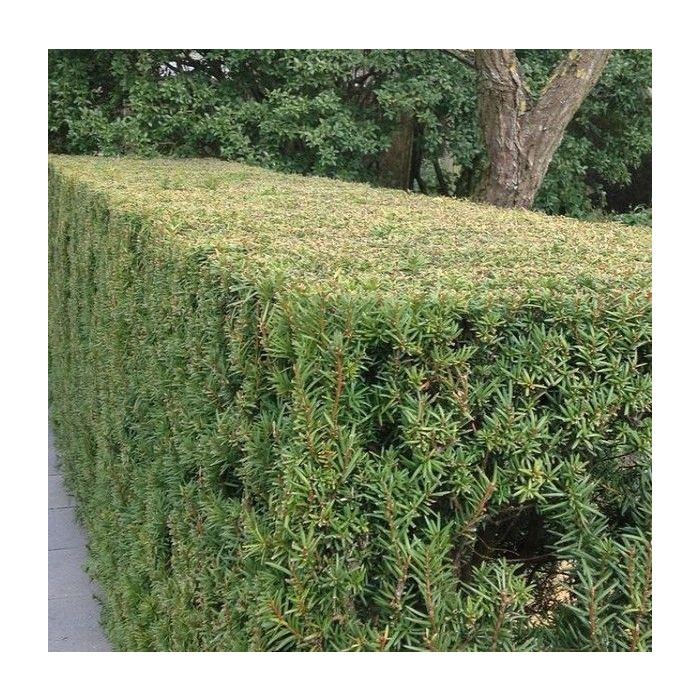 50 x Taxus baccata ofwel Taxushaag 100-125cm kopen?