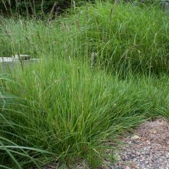 Siergras, siergrassen, siergrassen kopen en bestellen
