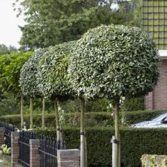 Boompje op stam, boompjes op stam, boompjes op stam kopen