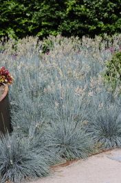 Festuca glauca - Blauw Schapengras kopen?
