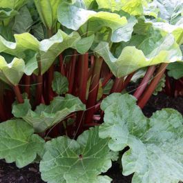 Rheum rhabarbarum - Rabarber