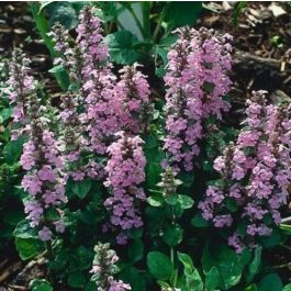 Ajuga reptans 'Rosea' - Kruipend Zenegroen kopen?