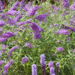 Buddleja davidii 'Border Beauty' - Vlinderstruik Border Beauty kopen?