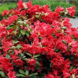 Rhododendron 'Scarlet Wonder' - Dwergrhododendron kopen?