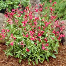 Salvia greggii 'Lipstick' - Salie kopen?