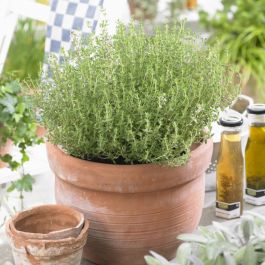 Thymus vulgaris 'Compactus' - Tijm 'Compactus' kopen?