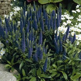 Veronica spicata 'Ulster Dwarf Blue' - Ereprijs kopen?