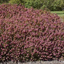 Winterheide Mrs D.F. Maxwell - Erica vagans 'Mrs D.F. Maxwell' kopen?