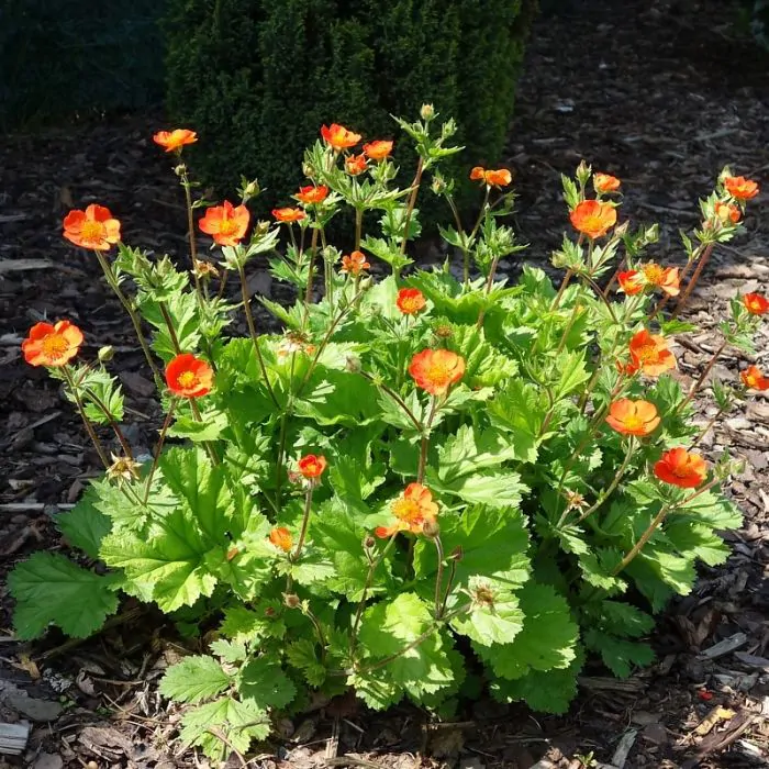 Geum coccineum 'Koi' - Nagelkruid kopen?