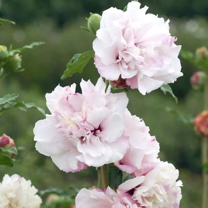 Hibiscus syriacus 'French Cabaret' Pastel op stam - Altheastruik kopen?