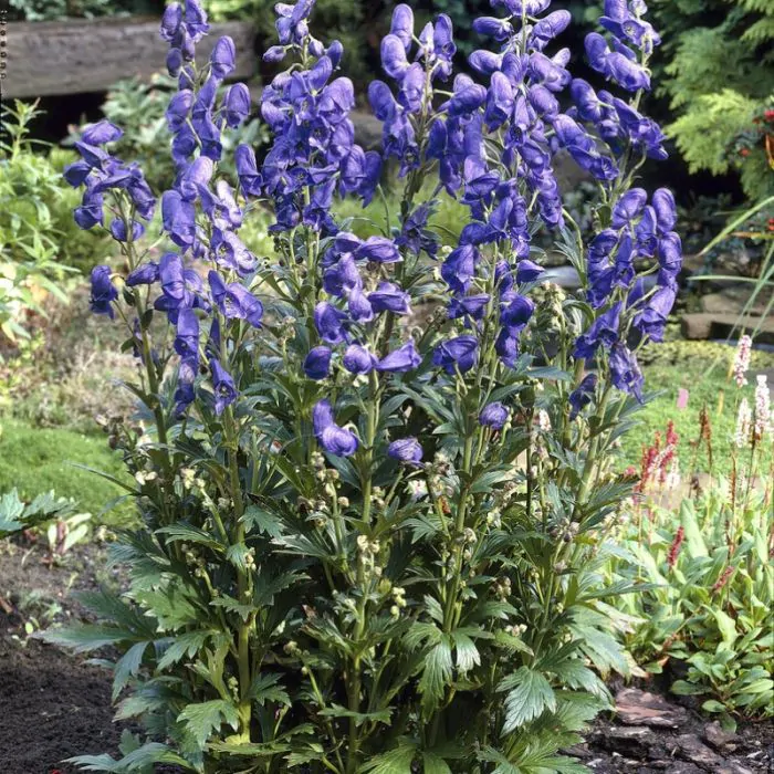 Aconitum carmichaelii 'Arendsii' - Monnikskap kopen?