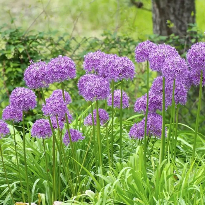 Allium 'Millenium' - Sierui kopen?