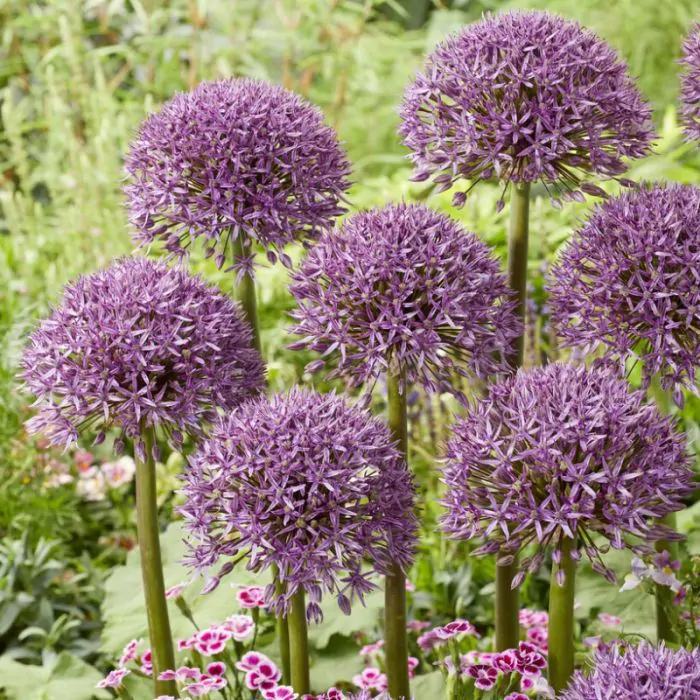 Allium 'Jackpot' - Sierui kopen?
