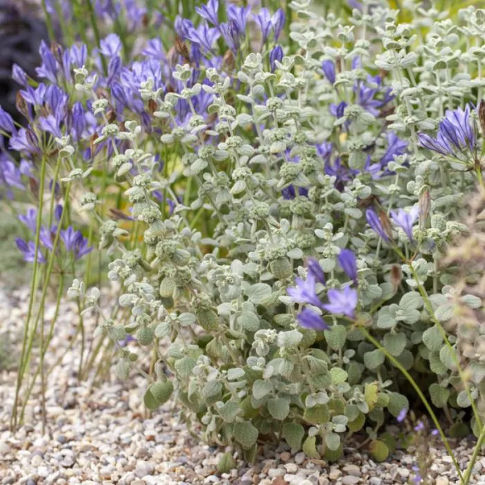 Ballota pseudodictamnus - Ballote kopen?