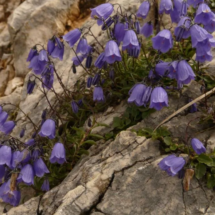Campanula cochleariifolia - Klokjesbloem kopen?