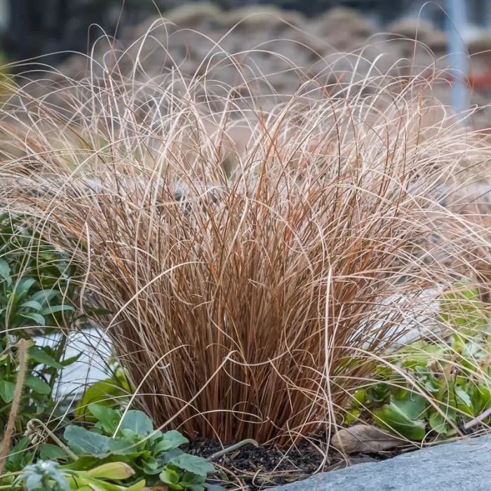 Carex comans 'Bronze Form' - Zegge kopen?
