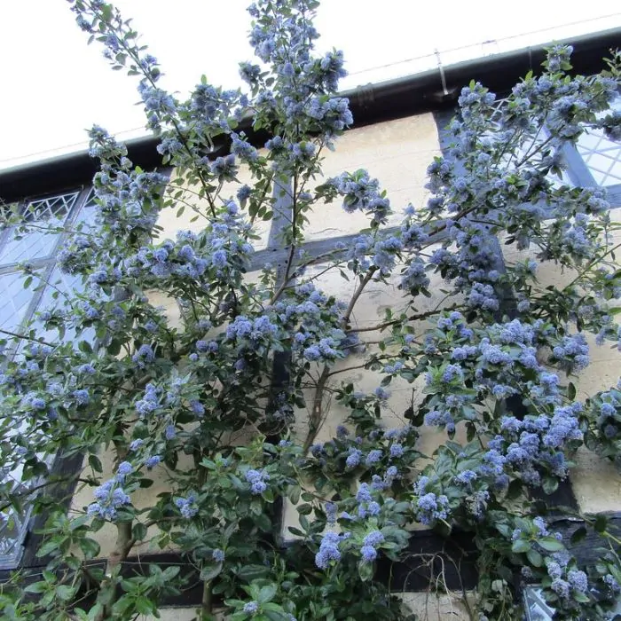 Ceanothus griseus 'Yankee Point' - Amerikaanse Sering Yankee Point kopen?