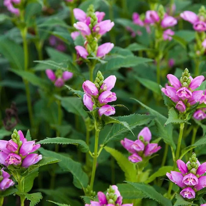 Chelone obliqua - Schildpadbloem kopen?