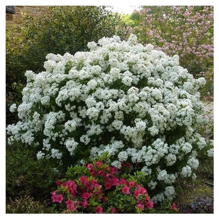 Choisya ternata 'Aztec Pearl' - Mexicaanse Oranjebloesem Aztec Pearl kopen?