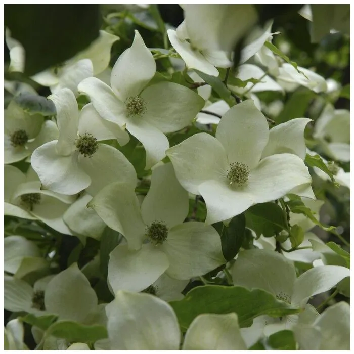 Cornus kousa 'Chinensis' - Japanse Kornoelje Chinensis kopen?