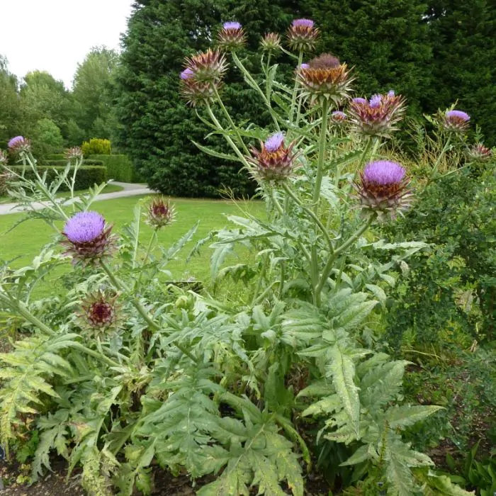 Cynara scolymus - Artisjok kopen?