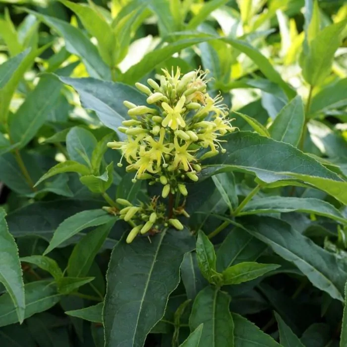 Diervilla sessilifolia 'Butterfly' - Diervilla kopen?