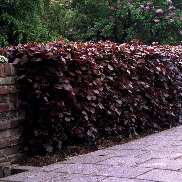 Fagus 'Atropunicea' ofwel Rode Beukenhaag kopen?