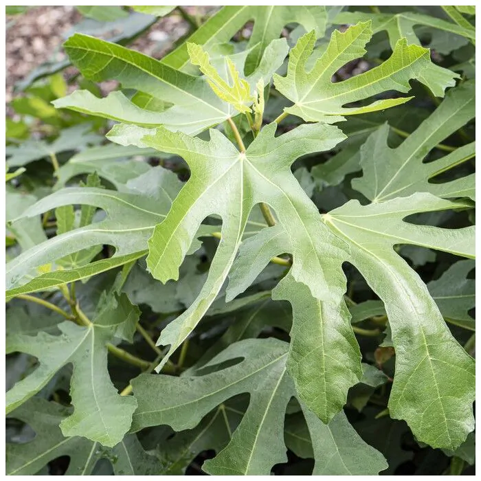 Ficus 'Little Miss Figgy' - Vijgenboom Little Miss Figgy kopen?