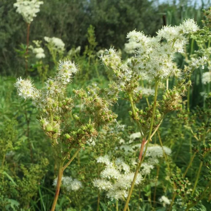 Filipendula ulmaria - Moerasspirea kopen?