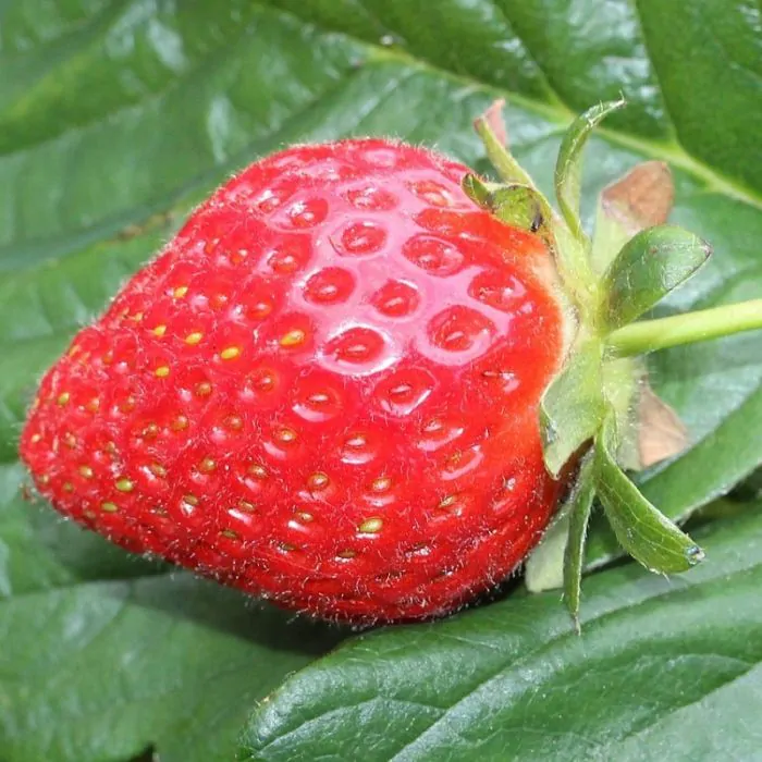Fragaria ananassa 'Delizzimo' - Aardbei of Aardbeienplant kopen?