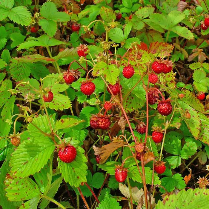 Fragaria vesca - Sieraardbei kopen?