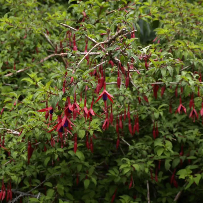 fuchsia magellanica gracilis - Bellenplant kopen?