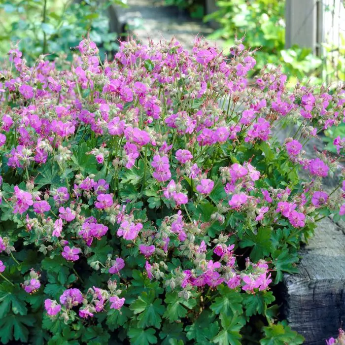 Geranium cantabrigiense 'Cambridge' ofwel Ooievaarsbek kopen?