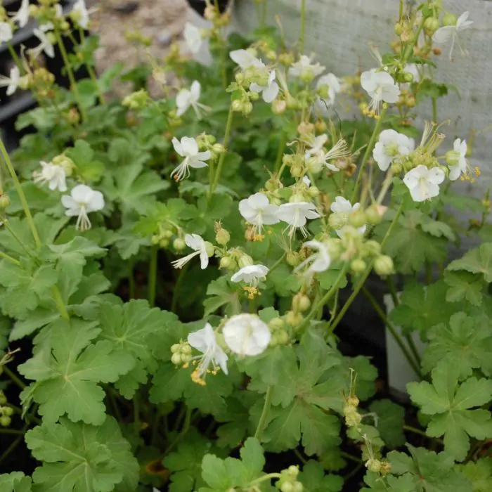 Geranium macrorrhizum 'White Ness' - Ooievaarsbek kopen?