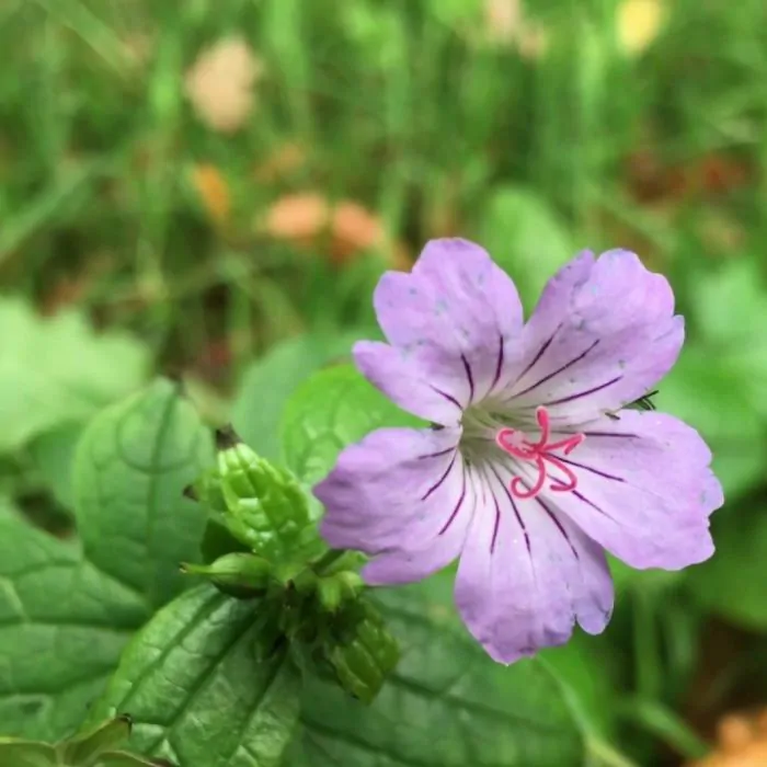 Geranium nodosum - Ooievaarsbek kopen?
