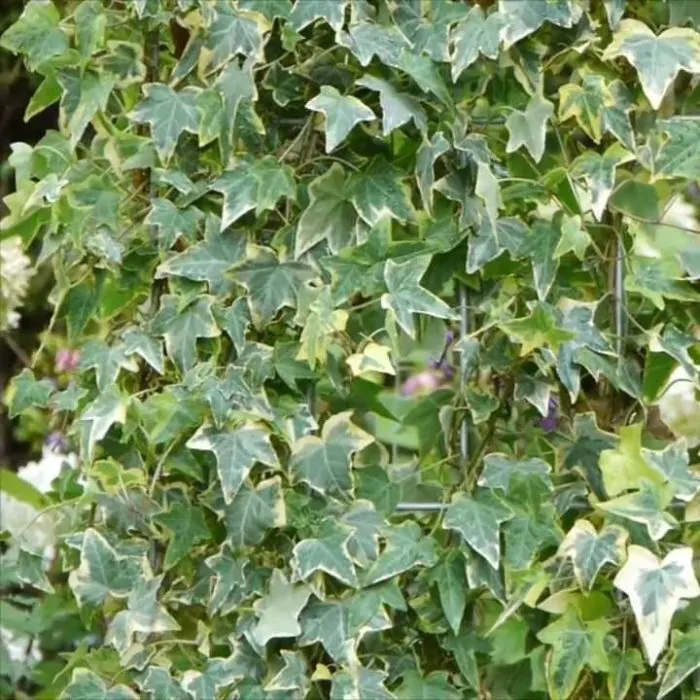 Hedera helix 'Goldchild' - Klimop kopen?