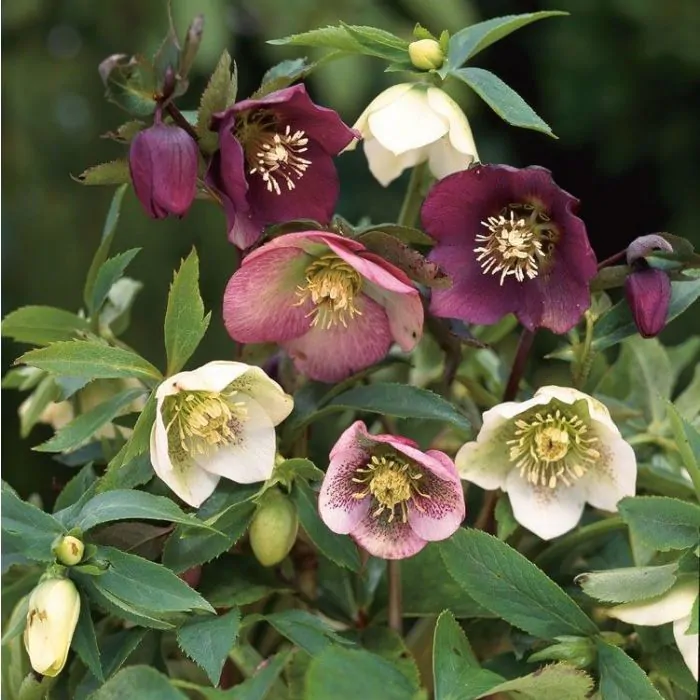 Helleborus orientalis - Nieskruid kopen?