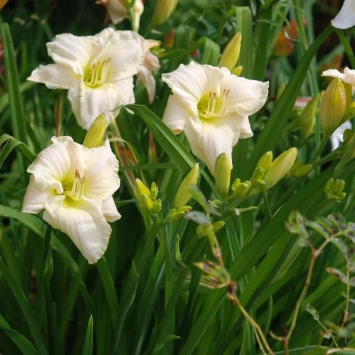 Hemerocallis 'White Temptation' - Daglelie kopen?