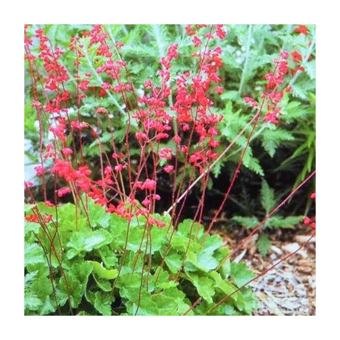 Heuchera sanguinea 'Splendens' - Purperklokje kopen?