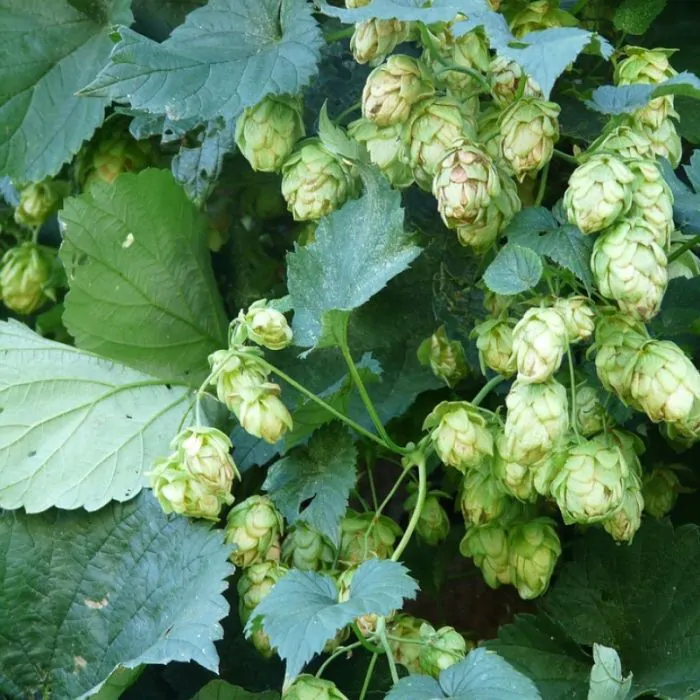Humulus lupulus' Nordbrau' ofwel Hop 'Nordbrau' kopen?