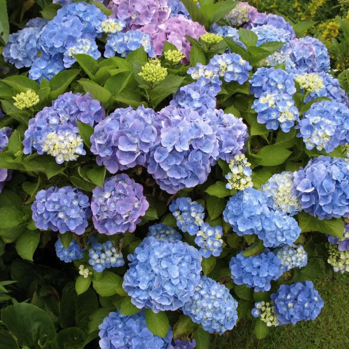 Hydrangea macrophylla 'Bodensee' - Boerenhortensia kopen?