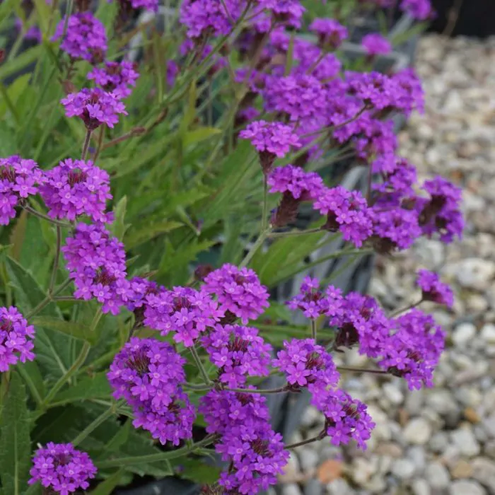 IJzerhard rigida - Verbena rigida kopen?